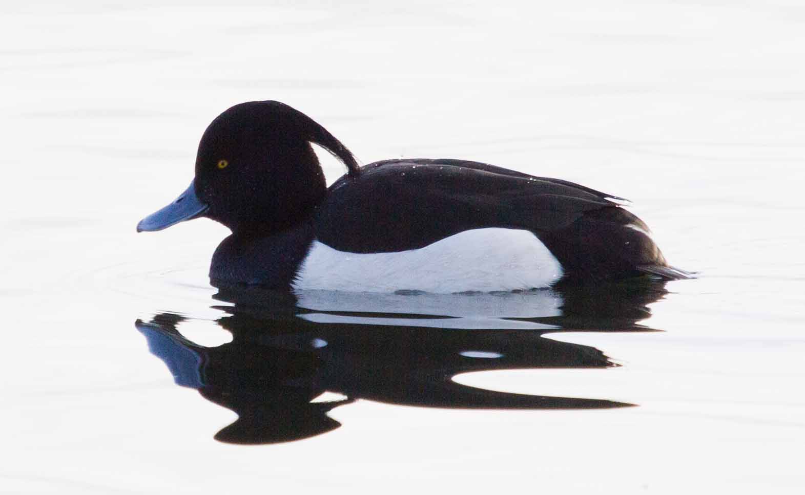 Fuglefoto: Troldænder