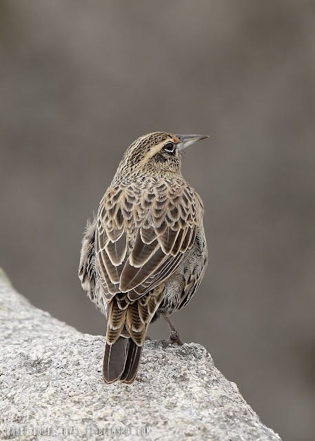 mis fotos de aves: Leistes loyca Loica Long-tailed Meadowlark