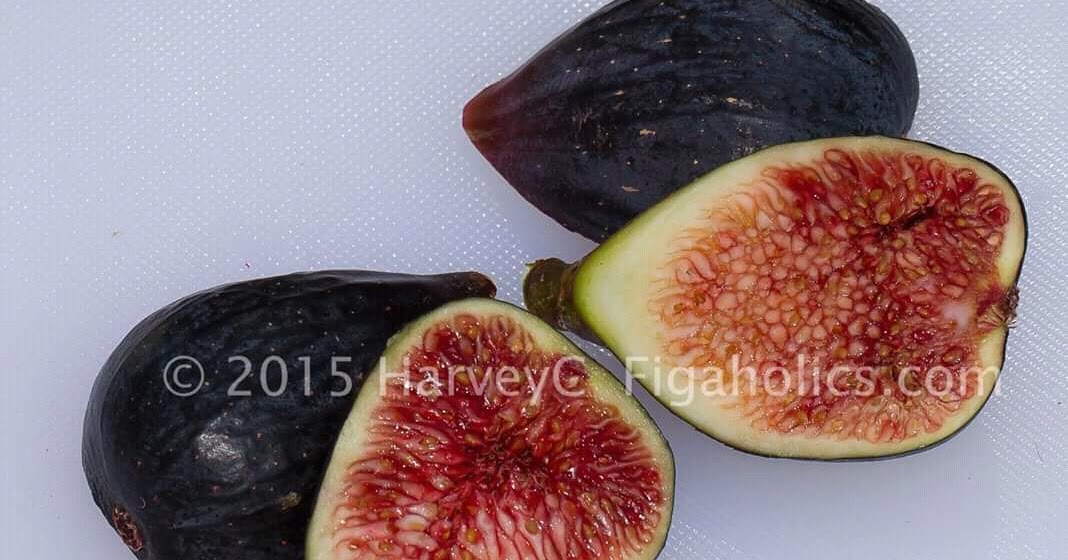 Albacor de Molla Blanca Fig - Var Tin