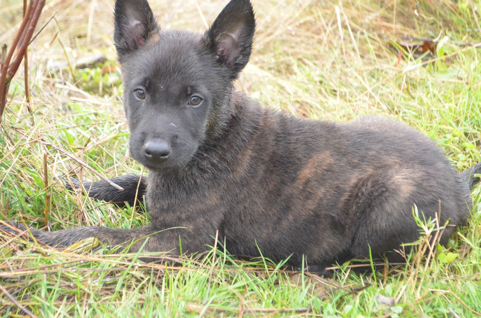 Pleasant Dreams Farm: T minus 7 days.