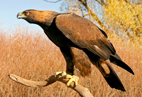 Spreebird wildlife: EAGLES OF PAKISTAN