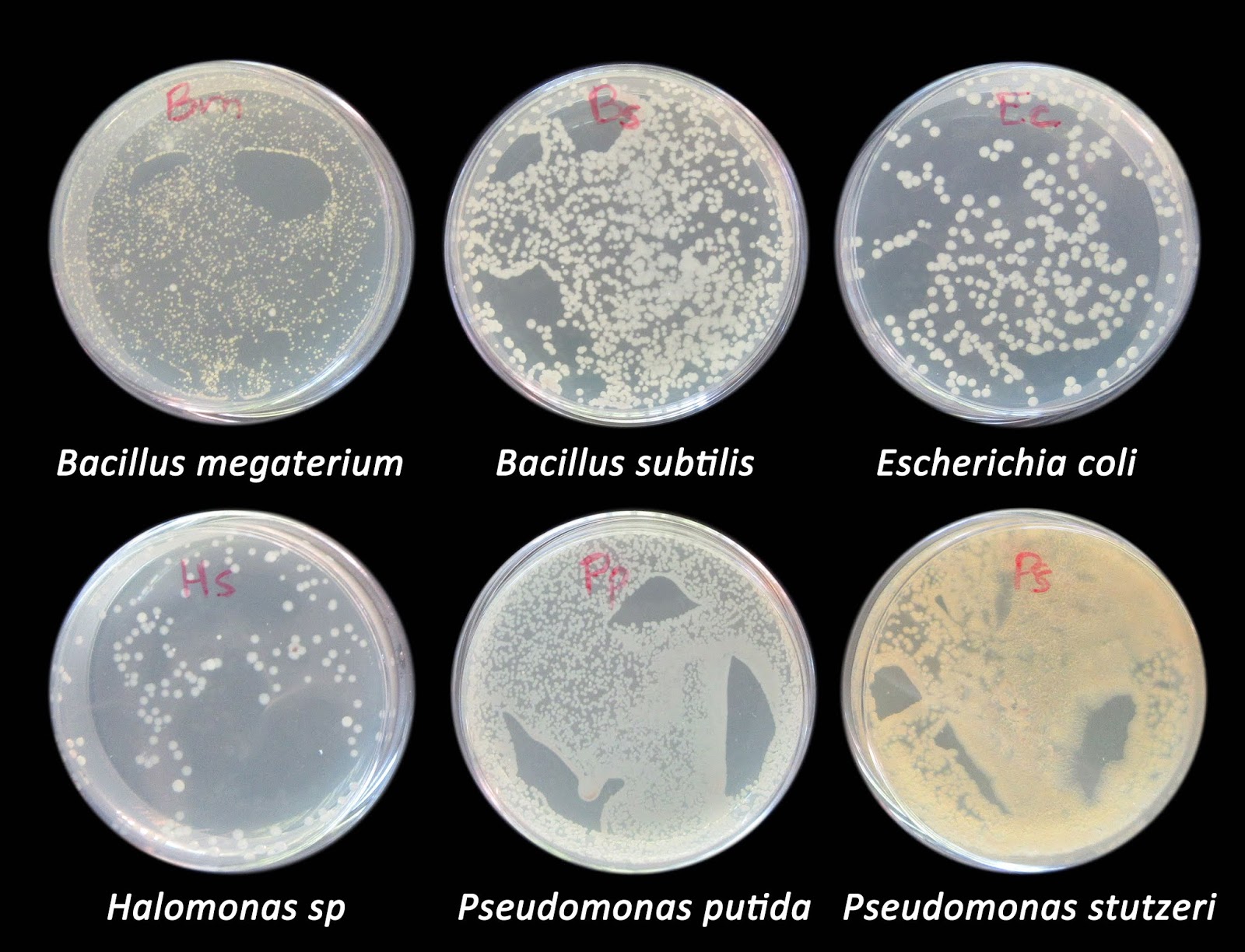 Microscopiodebacillussubtilis