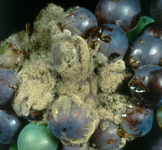 Botrytis cinerea, Botritis de la Vid o podredumbre gris: Síntomas ...