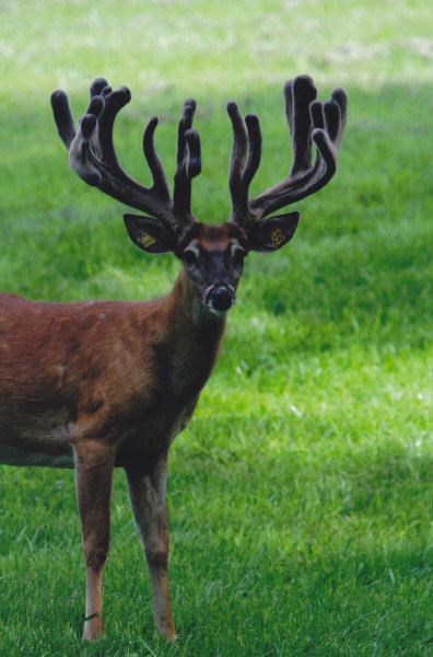 Charles "Deer Man" Black: X-Factor and Friends Watch 'Em Grow Week 7