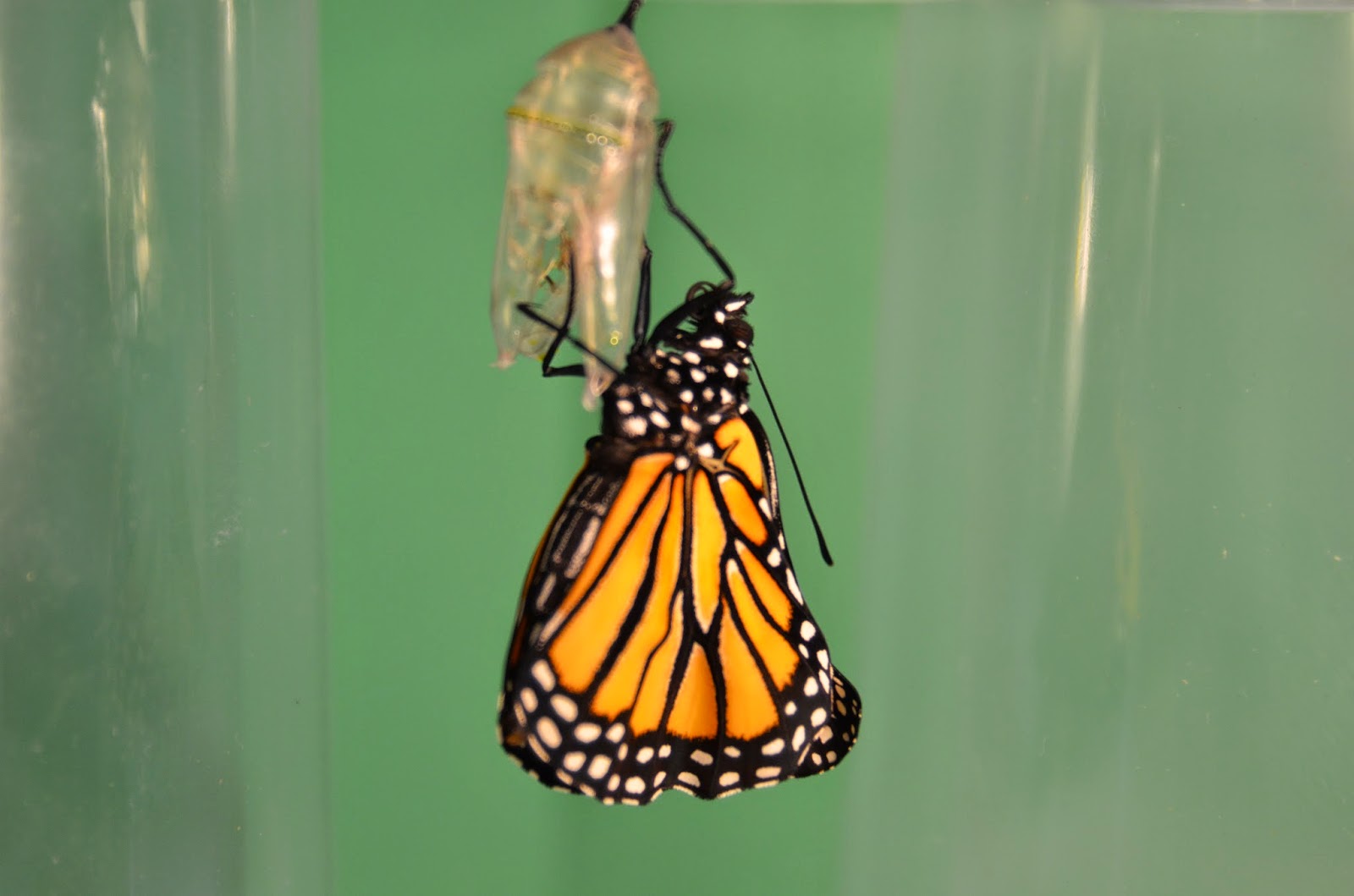 Animal Crackers: Monarch Butterfly Emerging from Chrysalis
