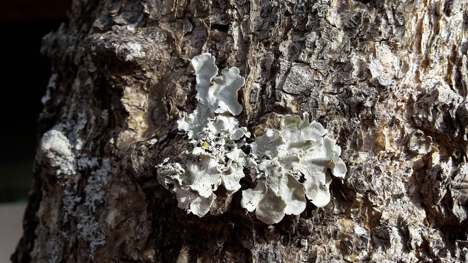 EcoTraining Blog: 10 fascinating facts about Lichen (trust us, it more ...