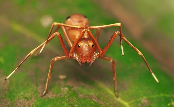 Fun and Creative ideas for Teaching English: Spiders disguise ...