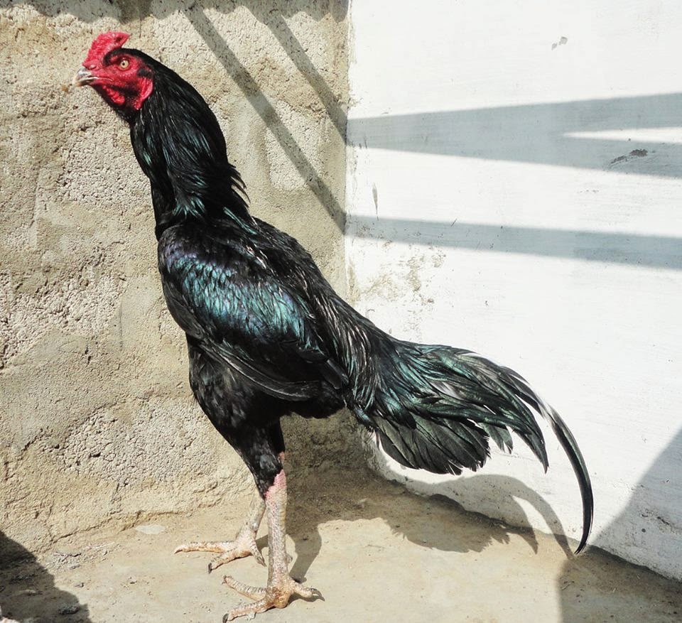 Black Power Aseel ~ Pakistani Aseel Photos