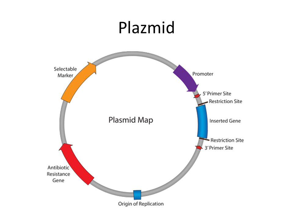 About Molecular Biology : Plazmid