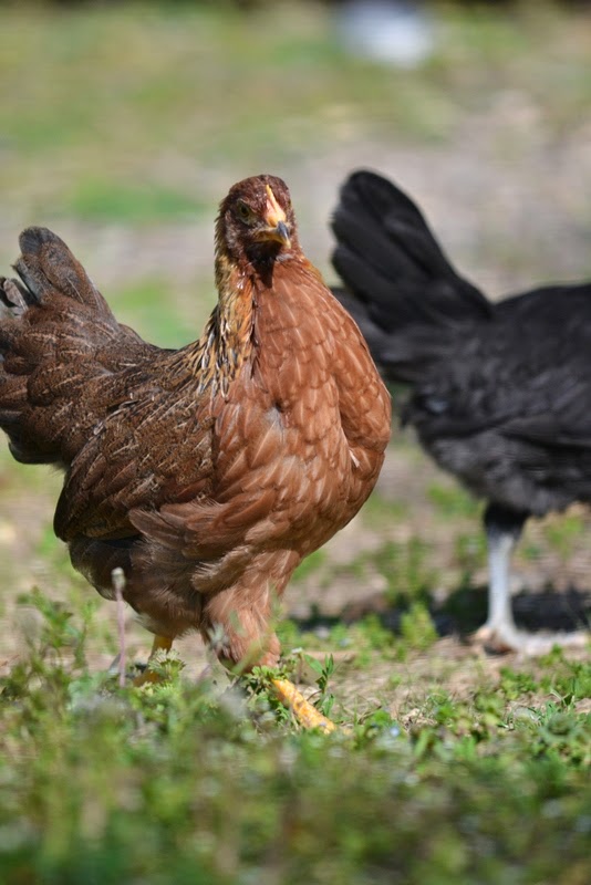 Hayes Homestead: Chickens--the "free" rangers