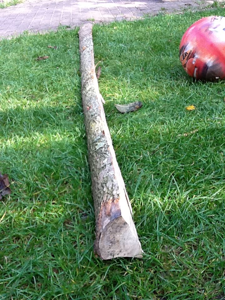 How to make a maple flatbow from a cutdown tree