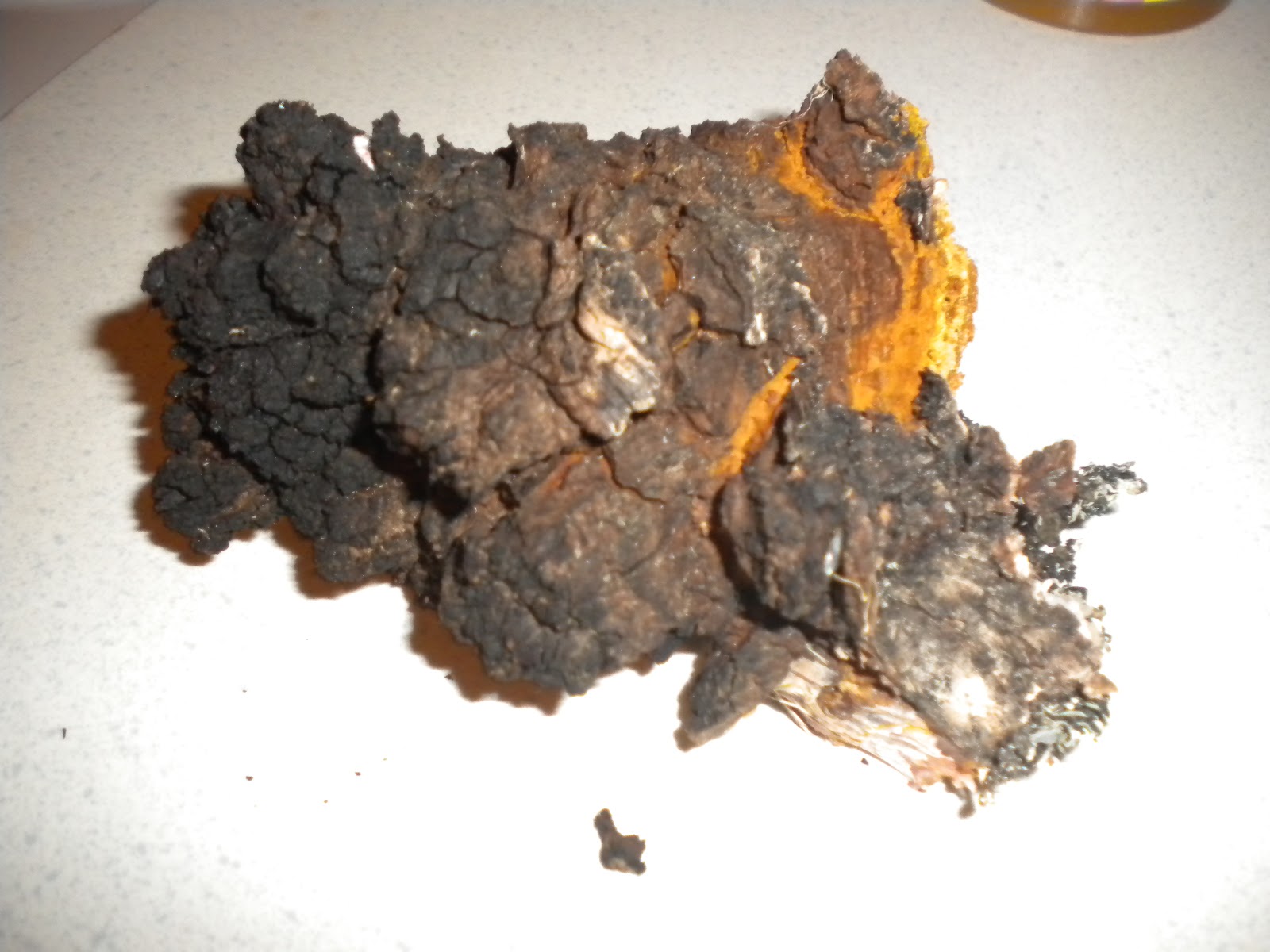 Sininen tupa: Pakurikääpä