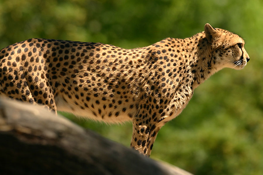 enciclopedia de animales: el guepardo