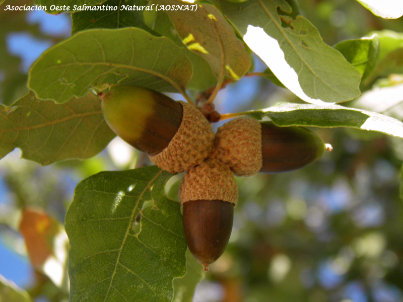 Asociación Oeste Salmantino Natural (AOSNAT): La encina (Quercus ...