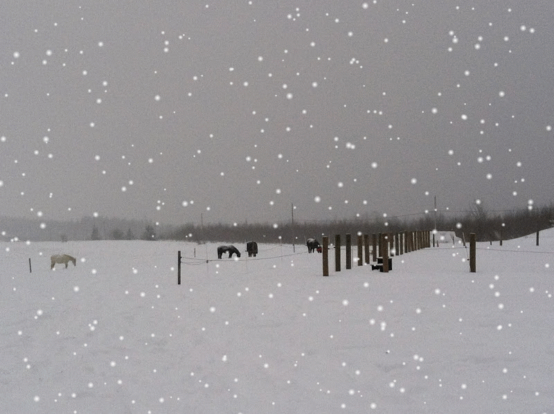 Bookends Farm: January 2015