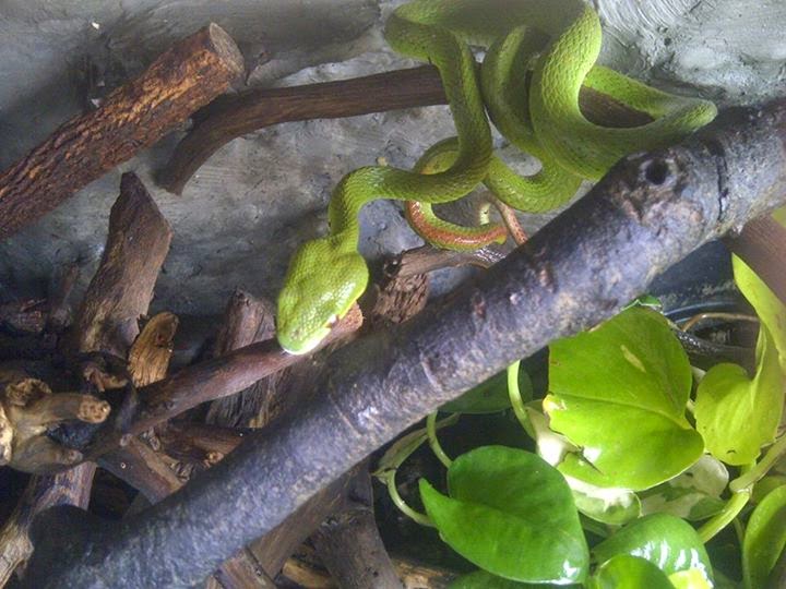 Hobbies and education: Jenis - Jenis Ular di Indonesia (2)