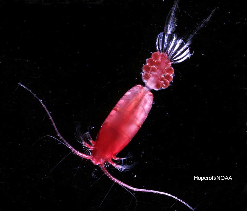 Variety of Life: Euchaetidae