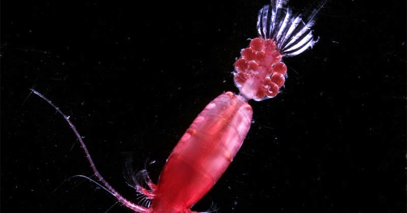 Variety of Life: Euchaetidae