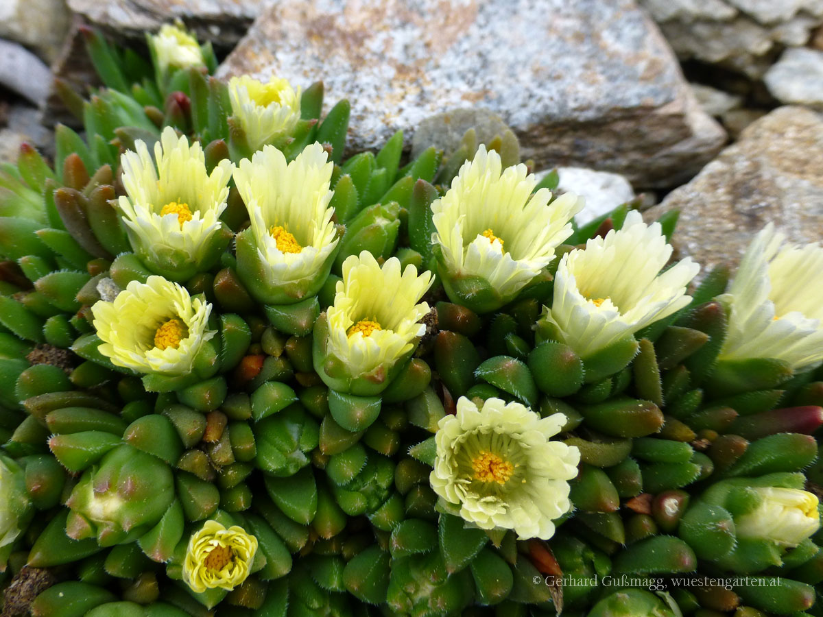 Der Wüstengarten: Delosperma - Mittagsblumen - die ''Congestum-Gruppe''