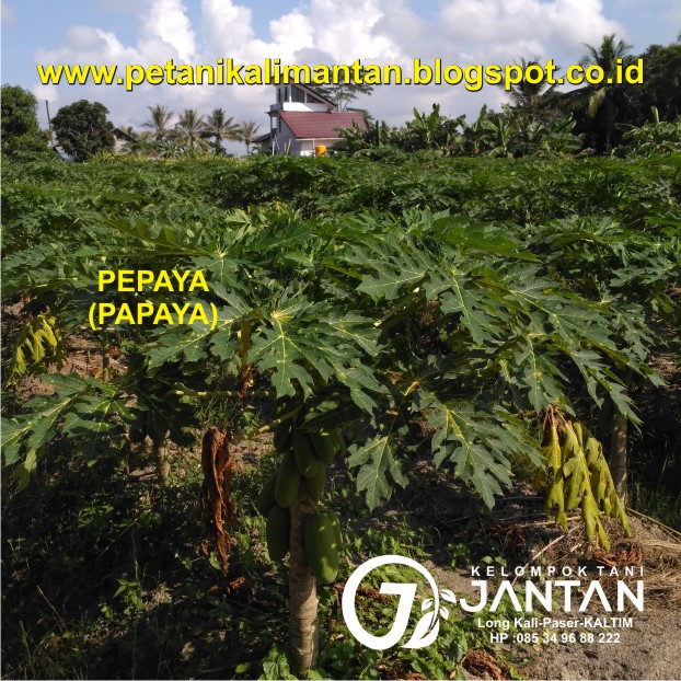PETANI SAYUR DAN BUAH KALIMANTAN TIMUR: PETANI SAYUR DAN BUAH ...