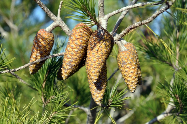 Maltese Nature: Conifers are of immense ecological importance