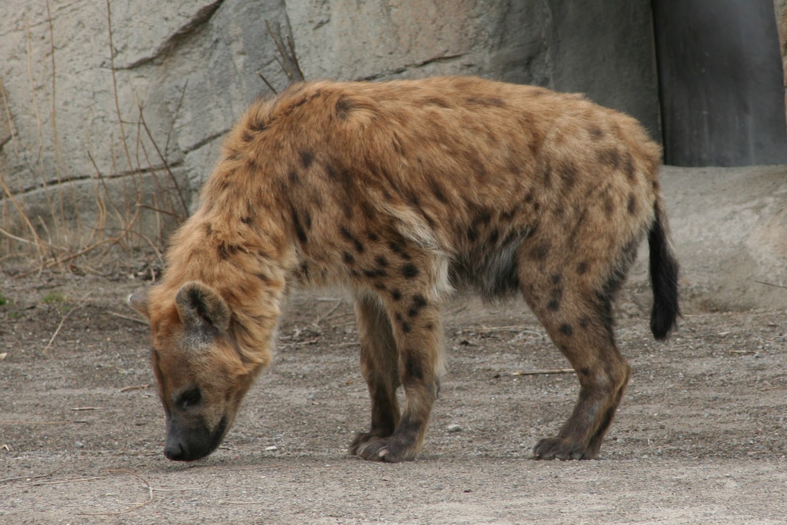 Hyena | The Life of Animals