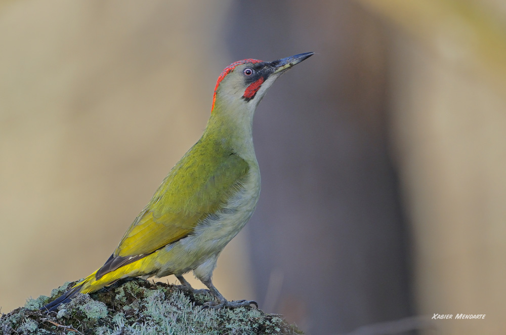 Oiartzungo hegaztiak