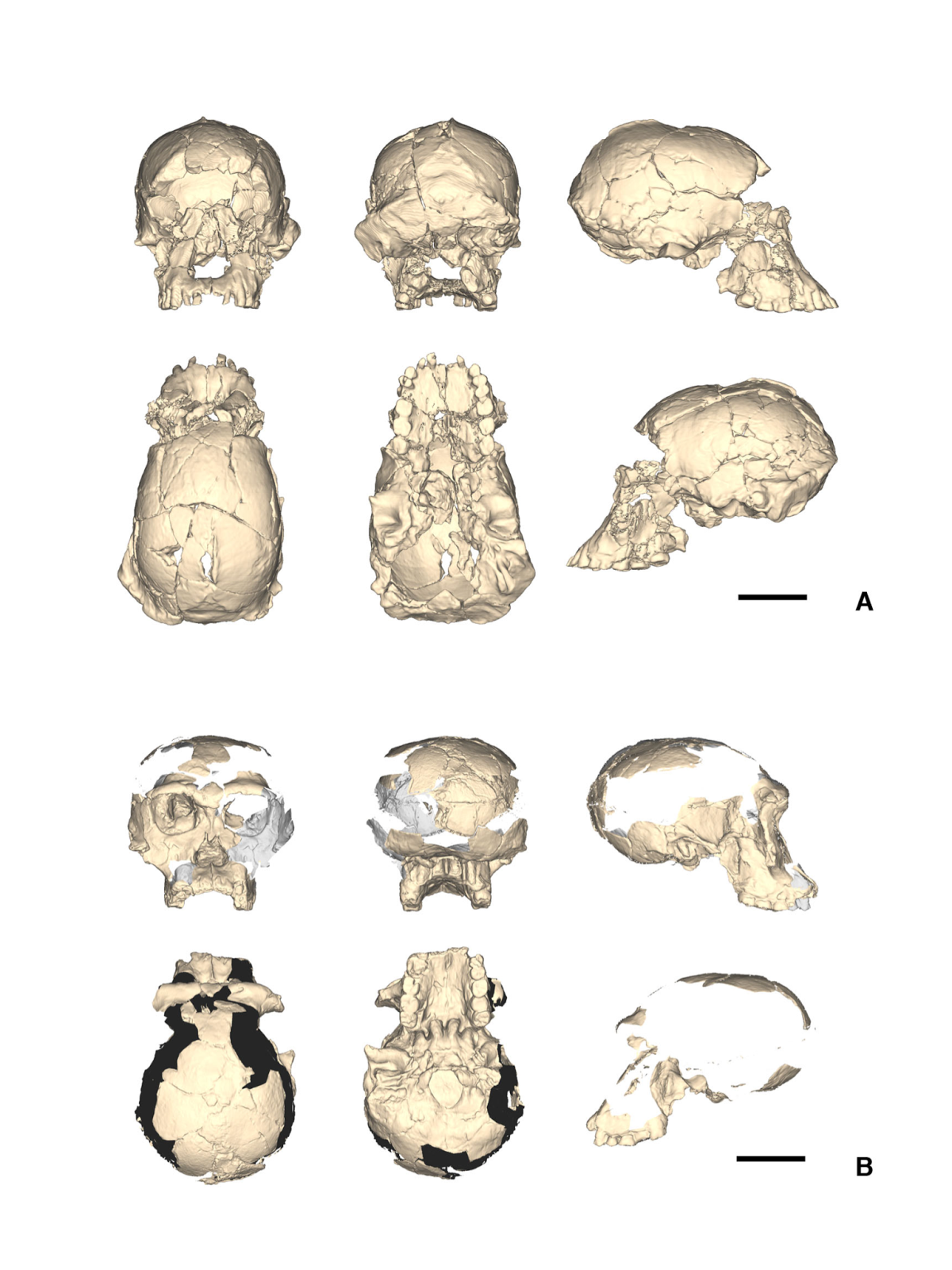 Paleoantropología hoy: Homo rudolfensis