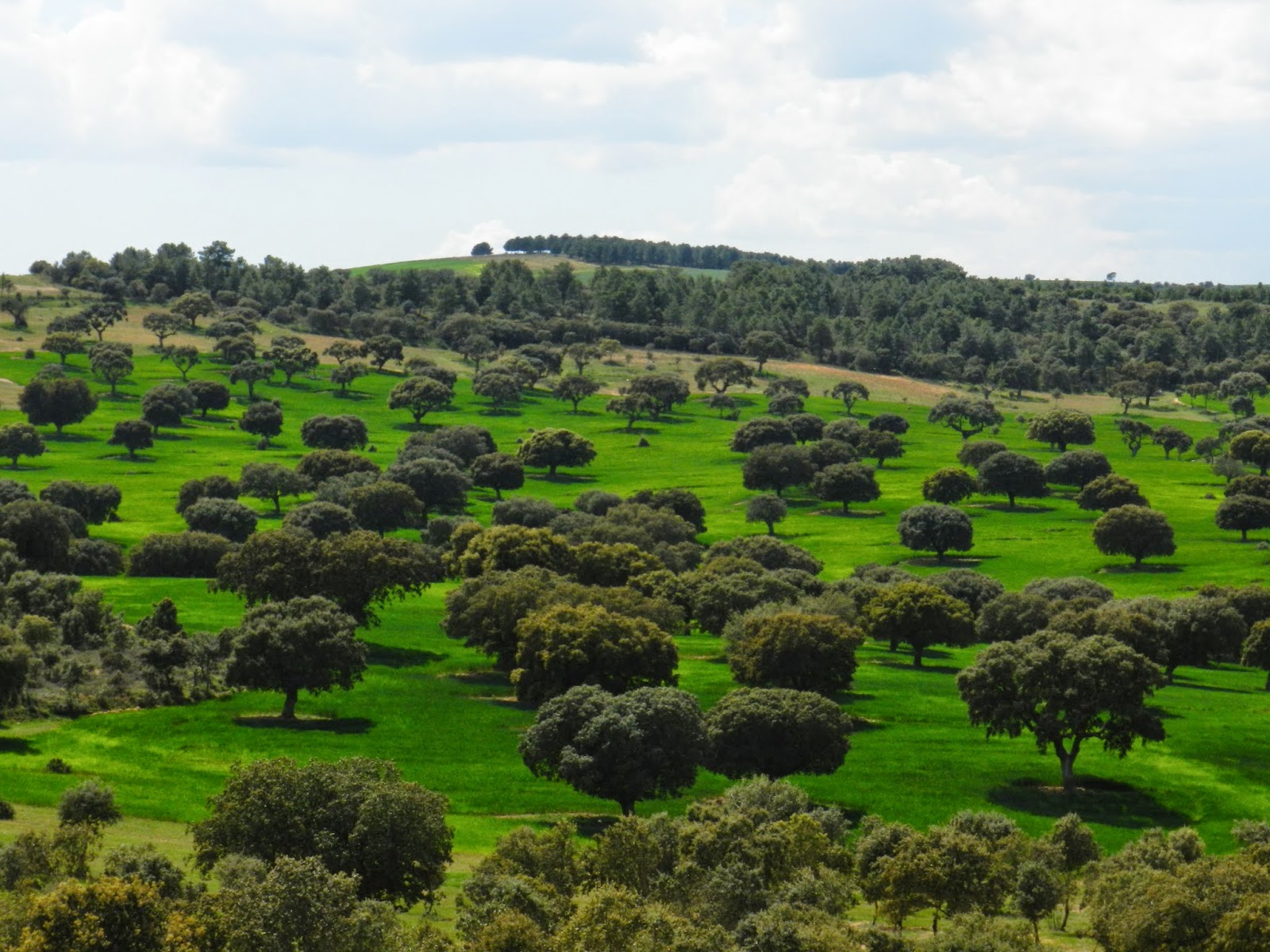 Recursos medioambientales: Bosques salmantinos: Encinar (parte II)