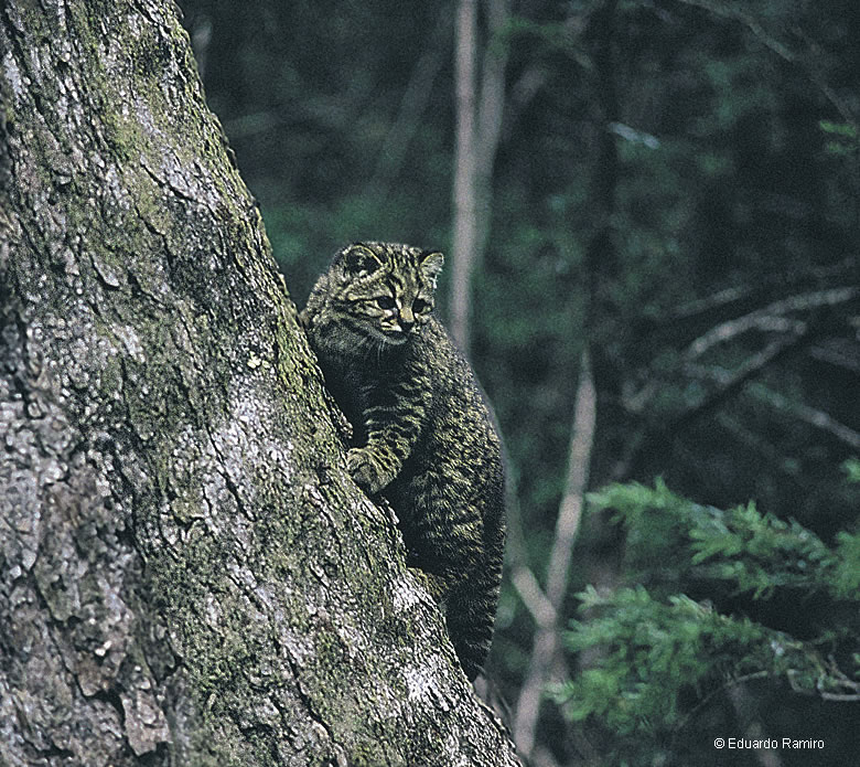 especies chilenas: La Güiña (Leopardus guigna)