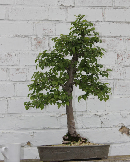 Bonsai en Bogen: Bonsai Ulmus Procera (engelse veldiep) update