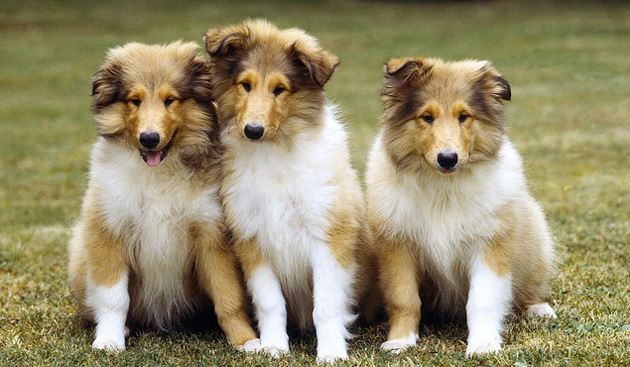 What is A Collie Cog? - Catipedia