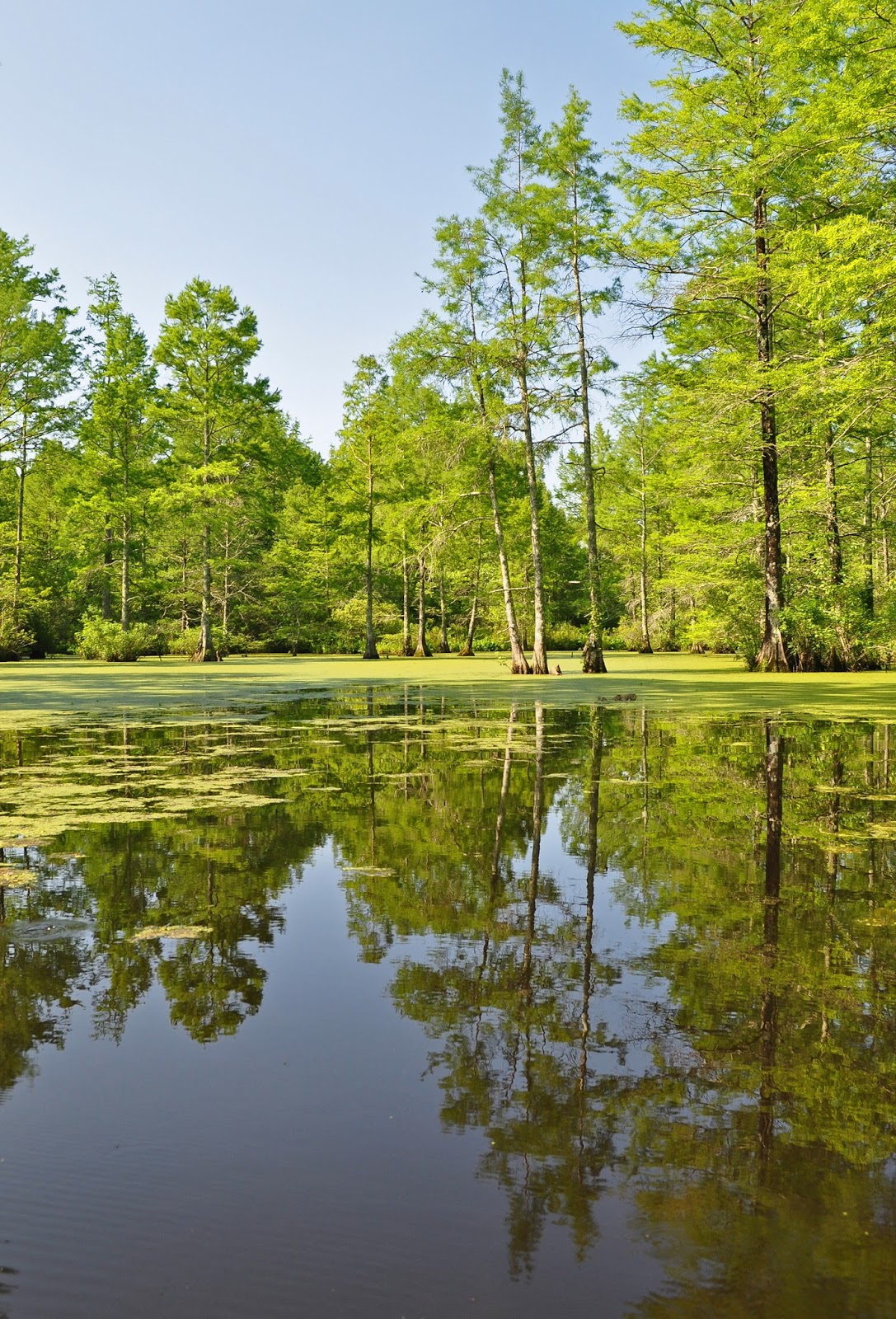 A Tidewater Paddler: Chickahominy Lake - 5/28/16