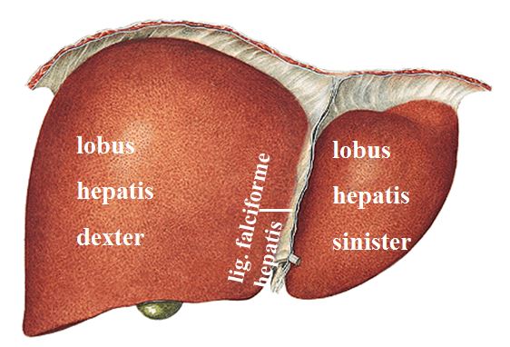 Karaciğer Anatomisi - Hepar ~ Anatomi.Web.tr