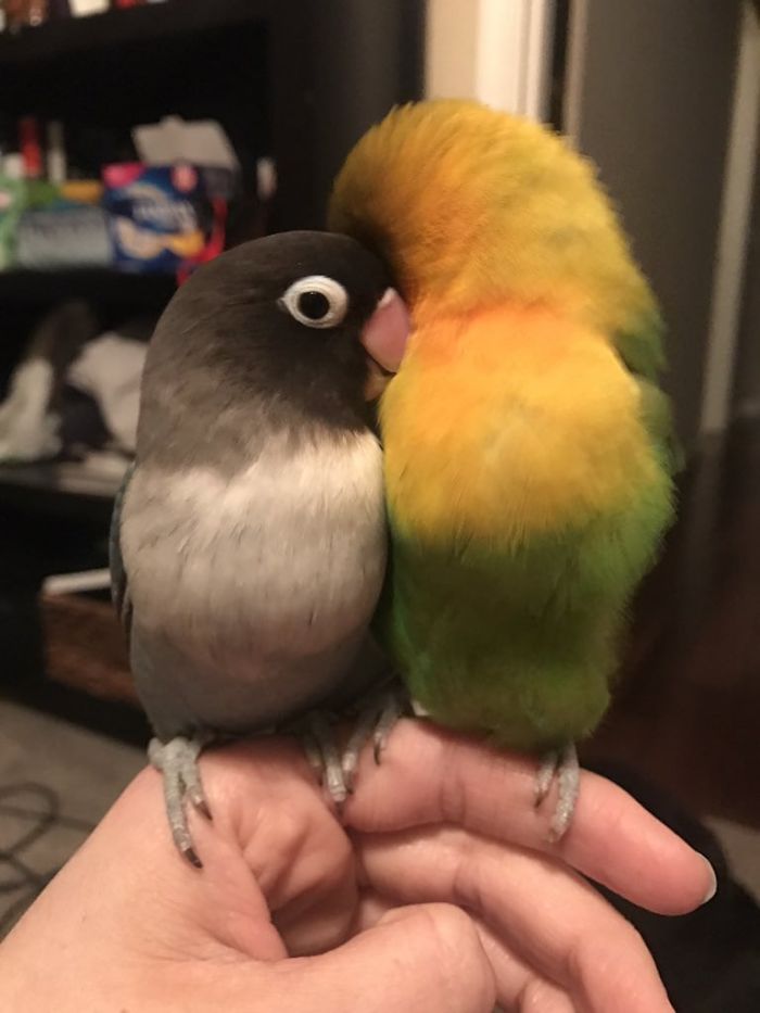 Two Entirely Different Parrots Just Had Babies, And The Result is ...