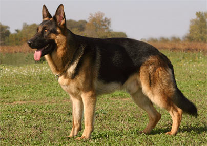 Big German Shepherds: Biggest German Shepherd In The World