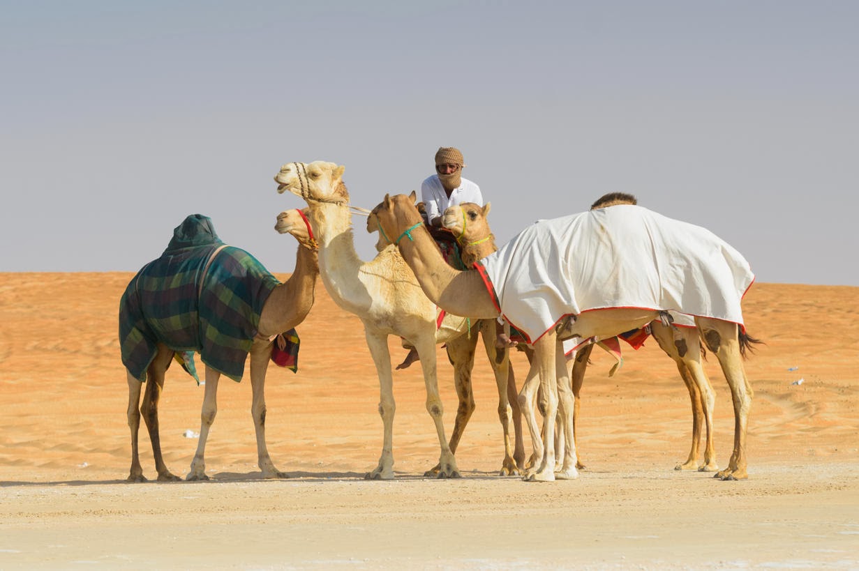 [Gambar] Pertandingan Ratu Cantik Unta - Nora.Liza