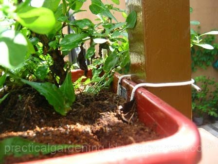 Practical Gardening: Secure a Garden Pot to a Metal Post