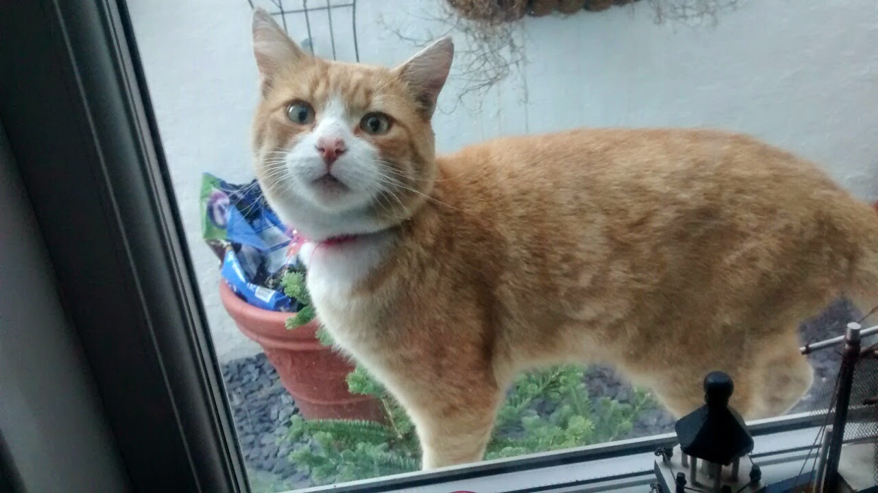 Lancaster & Morecambe Pet Search: Found Animals: