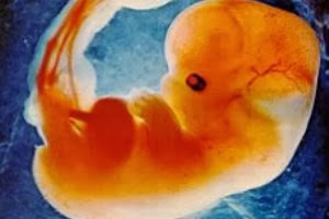 El Embarazo, síntomas, cuidados y parto: En segundo mes de embarazo