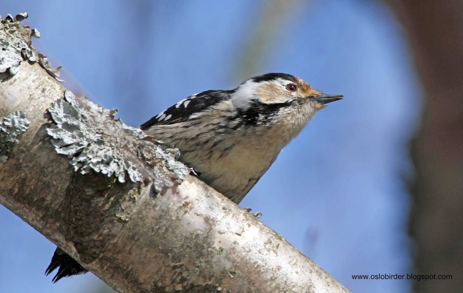 OSLO BIRDER: Lesser Spotted Woodpeckers