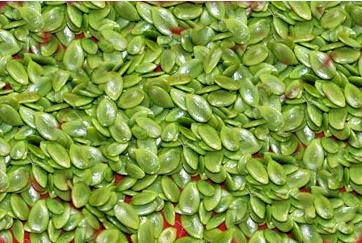 Tropical Fruits and Its Value: Leucaena leucocephala or Lead Tree