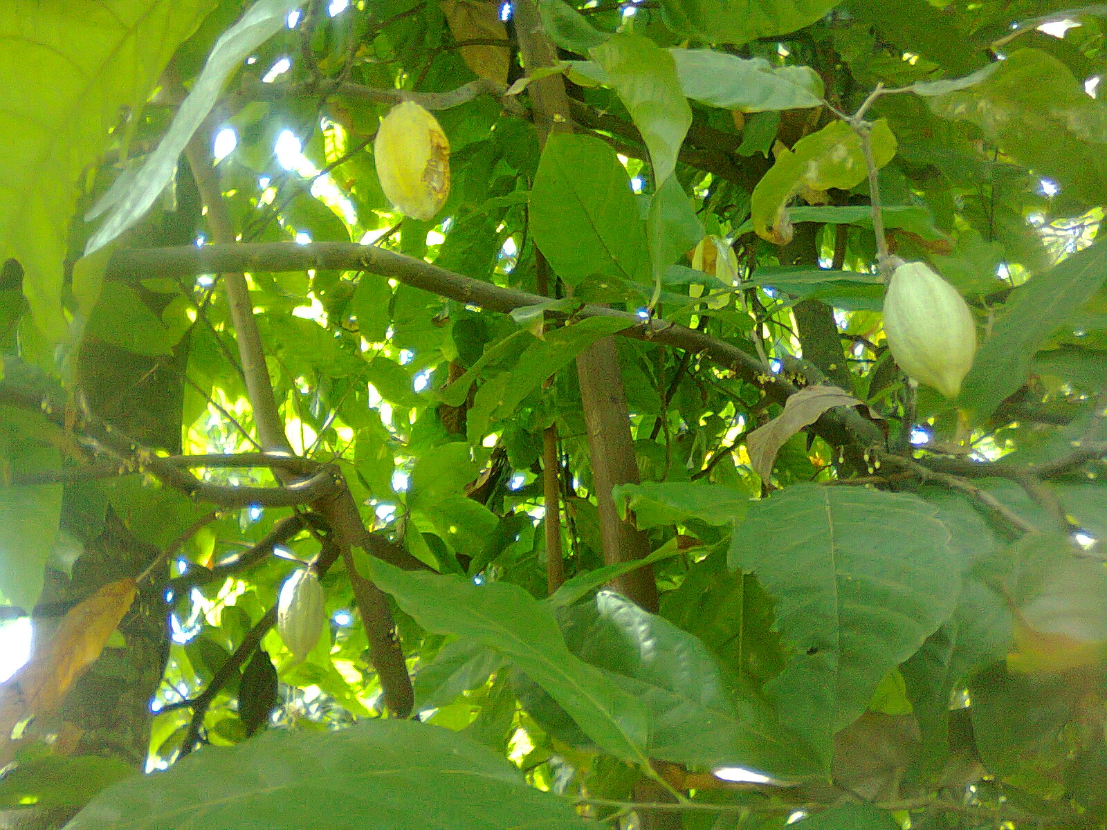 Cara Menanam KAKAO di Kebun Agar Cepat Berbuah Lebat - Guru Ilmuan