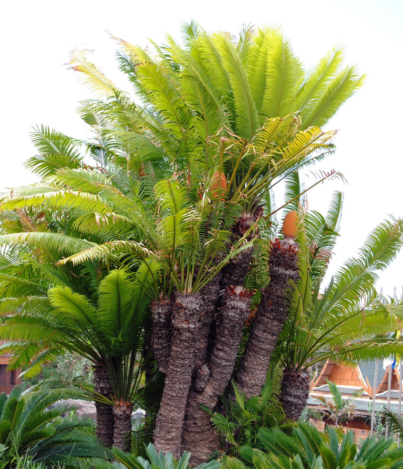 LA BOLSA GRIS: Cycas circinalis_Cycas rumphii_CYCADACEAE