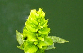 Nelu flowers- Strobilanthes-Horton plains in Sri Lanka | SL Flora