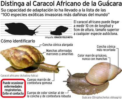 Partes del caracol para niños - Imagui