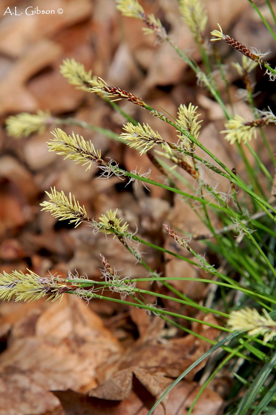 The Buckeye Botanist: Showcase on the Sedges (Cyperaceae)