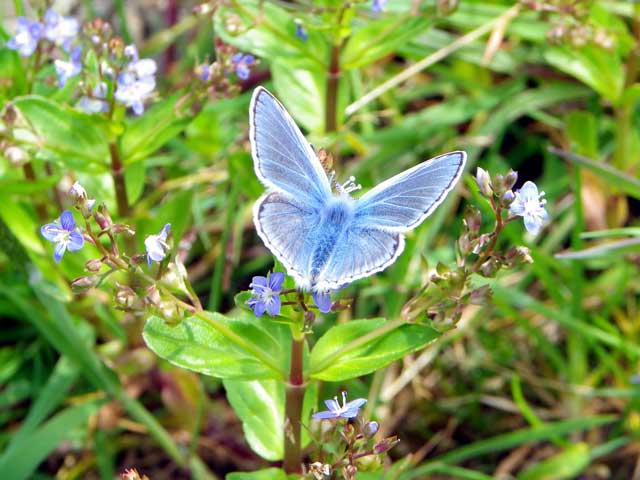 John Cullen's Biodiversity Photography : Male Common Blue Butterfly