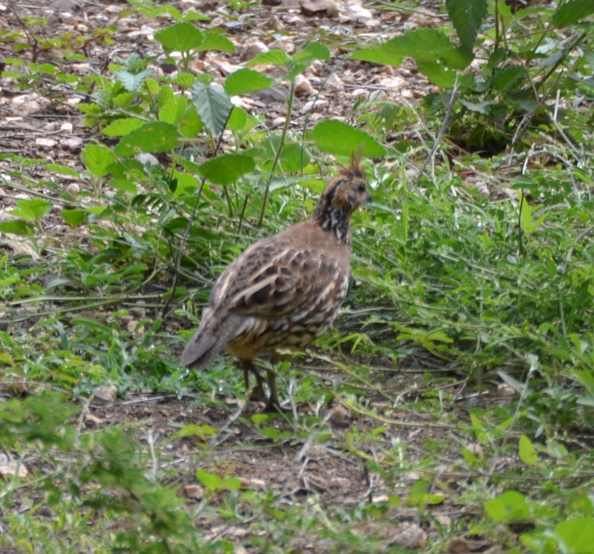 Hiking Curaçao - Flora and Fauna: Quail - Sloké