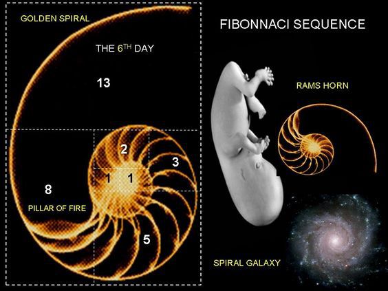 Proportii de aur in corpul uman - Pinguinul machitor, informatii machite